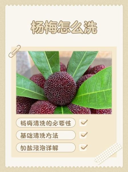 杨梅虫子能吃吗_怎么清洗杨梅才干净-第3张图片-山城妙识 杨梅虫子能吃吗_怎么清洗杨梅才干净-第3张图片-山城妙识