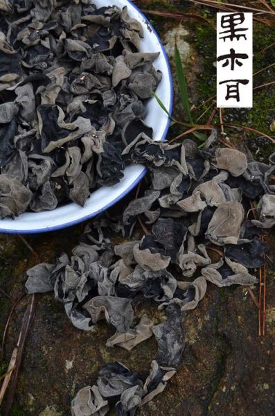 肉厚的木耳叫什么_厚肉木耳品种区别-第3张图片-山城妙识