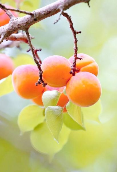 春天有什么水果_春季应季水果有哪些-第3张图片-山城妙识 春天有什么水果_春季应季水果有哪些-第3张图片-山城妙识