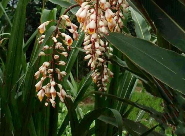 白豆蔻别名有哪些_白豆蔻与豆蔻区别-第3张图片-山城妙识