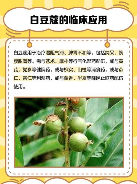 白豆蔻别名有哪些_白豆蔻与豆蔻区别-第1张图片-山城妙识