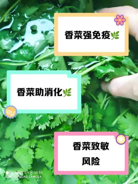 女人吃香菜的好处和坏处_香菜对女性的影响-第3张图片-山城妙识