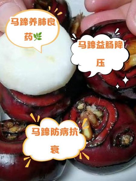 马蹄的功效与作用_马蹄的副作用有哪些-第1张图片-山城妙识