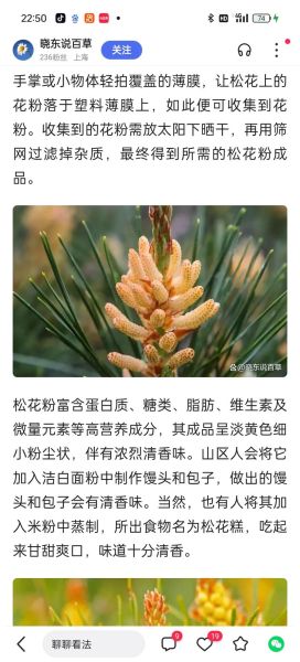 松花粉的功效与作用有哪些_松花粉的禁忌是什么-第1张图片-山城妙识