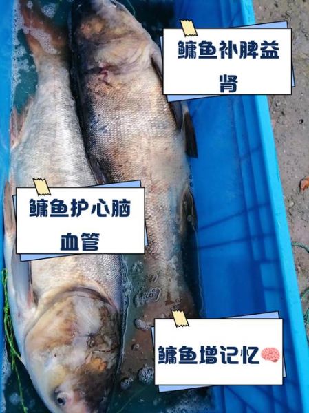 鳙鱼吃什么食物_鳙鱼一天喂几次-第2张图片-山城妙识