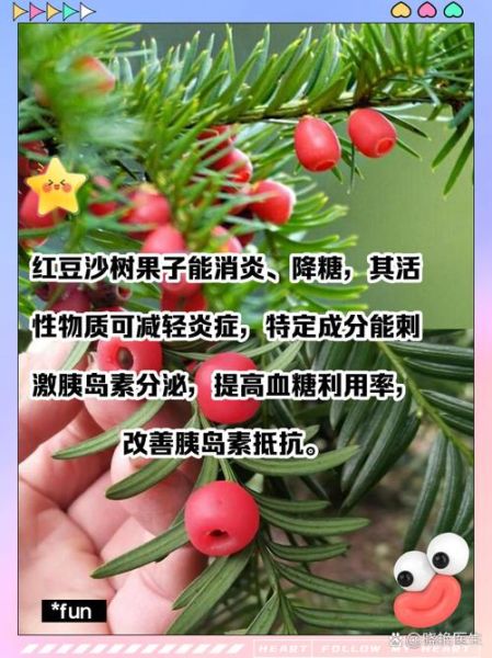 红豆沙树有什么药用价值_红豆沙树药用功效与作用-第1张图片-山城妙识