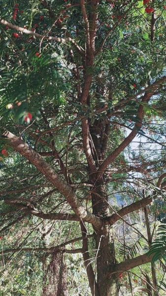 红豆沙树有什么药用价值_红豆沙树药用功效与作用-第2张图片-山城妙识