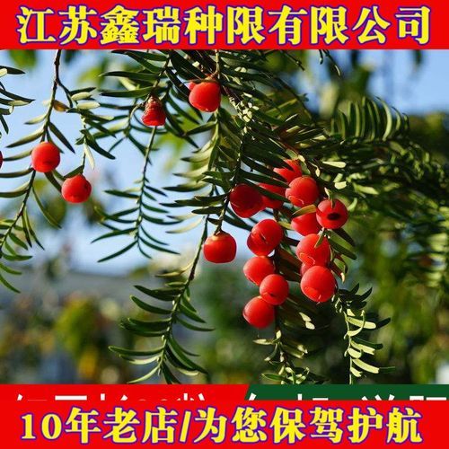 红豆沙树有什么药用价值_红豆沙树药用功效与作用-第3张图片-山城妙识