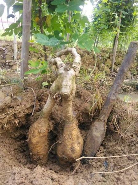 葛根粉禁忌人群有哪些_葛根粉副作用大吗-第2张图片-山城妙识