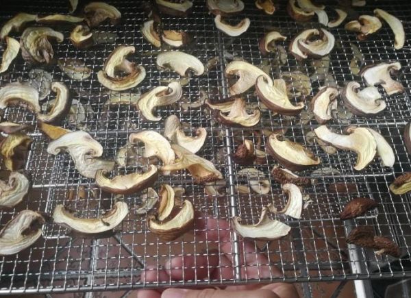 香菇煮多久能熟_干香菇泡发后煮几分钟-第1张图片-山城妙识