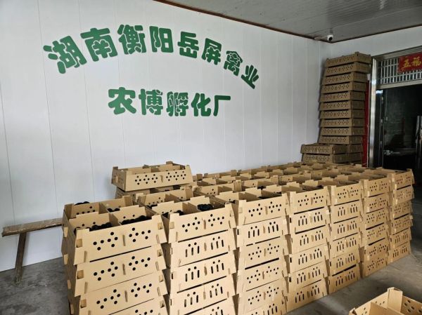 乌骨鸡苗多少钱一只_乌骨鸡苗价格行情-第3张图片-山城妙识