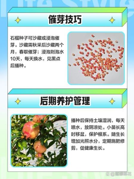 石榴籽能种出来吗_石榴籽种植方法-第2张图片-山城妙识