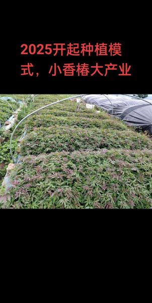 1亩露天香椿利润_香椿种植成本与收益-第1张图片-山城妙识 1亩露天香椿利润_香椿种植成本与收益-第1张图片-山城妙识