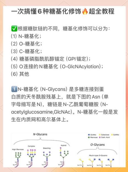蛋白糖基化是什么_糖基化修饰有哪些类型-第1张图片-山城妙识 蛋白糖基化是什么_糖基化修饰有哪些类型-第1张图片-山城妙识