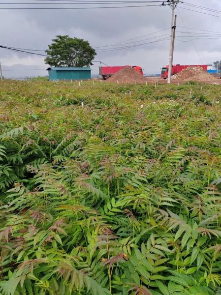 1亩露天香椿利润_香椿种植成本与收益-第3张图片-山城妙识 1亩露天香椿利润_香椿种植成本与收益-第3张图片-山城妙识