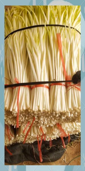 韭黄是什么种子种出来的_韭黄和韭菜种子一样吗-第2张图片-山城妙识