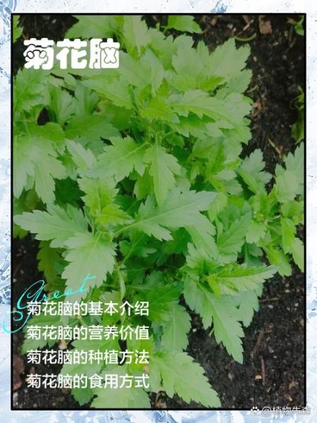 菊花脑的功效与作用_菊花脑怎么吃最养生-第2张图片-山城妙识