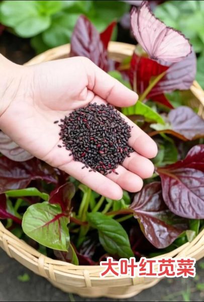 苋菜红怎么读_苋菜红拼音声调-第1张图片-山城妙识