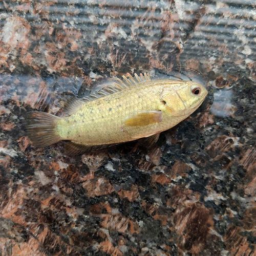 攀鲈鱼怎么吃_攀鲈鱼做法大全-第3张图片-山城妙识