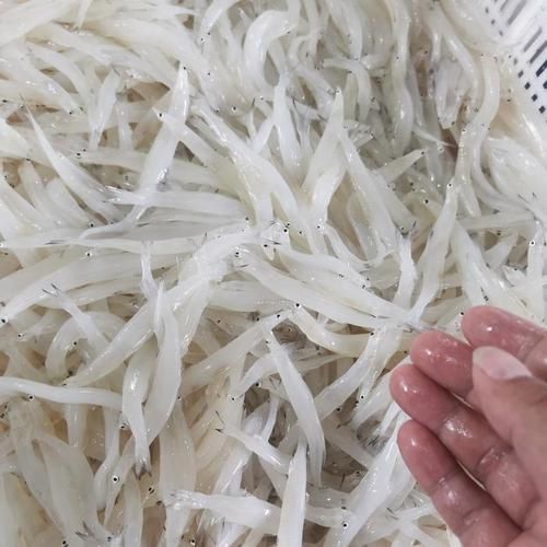 银鱼多少钱一斤_银鱼价格为什么差异大-第1张图片-山城妙识