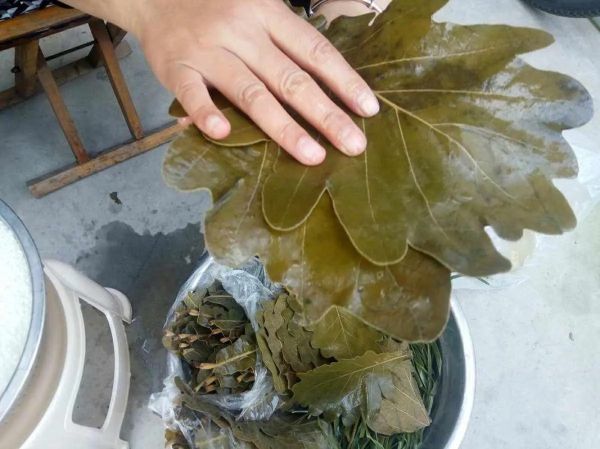 如何用胡叶包粽子_胡叶粽子怎么包不裂-第2张图片-山城妙识