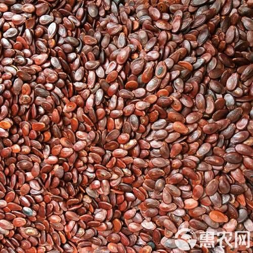 红瓜子是什么瓜的子_红瓜子产地在哪里-第3张图片-山城妙识