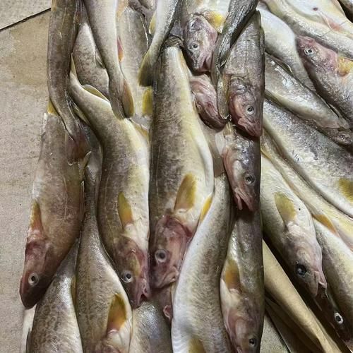 鳕鱼多少钱一斤_鳕鱼价格为什么差别这么大-第3张图片-山城妙识 鳕鱼多少钱一斤_鳕鱼价格为什么差别这么大-第3张图片-山城妙识