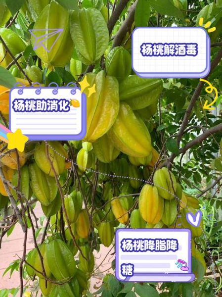 野杨桃的功效与作用_野杨桃怎么吃效果最好-第1张图片-山城妙识