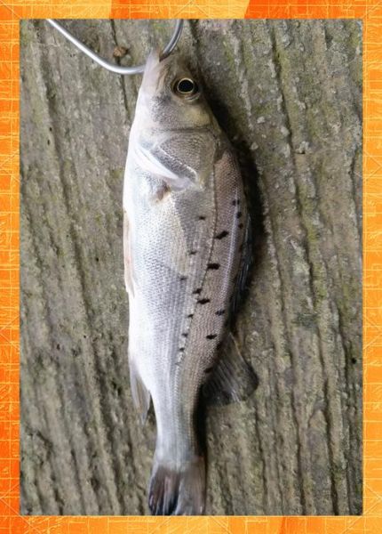 海鲈鱼价格2020多少钱一斤_2020年海鲈鱼行情回顾-第3张图片-山城妙识 海鲈鱼价格2020多少钱一斤_2020年海鲈鱼行情回顾-第3张图片-山城妙识