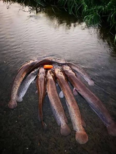 化粪池鲶鱼能吃吗_清理后怎么处理-第1张图片-山城妙识 化粪池鲶鱼能吃吗_清理后怎么处理-第1张图片-山城妙识