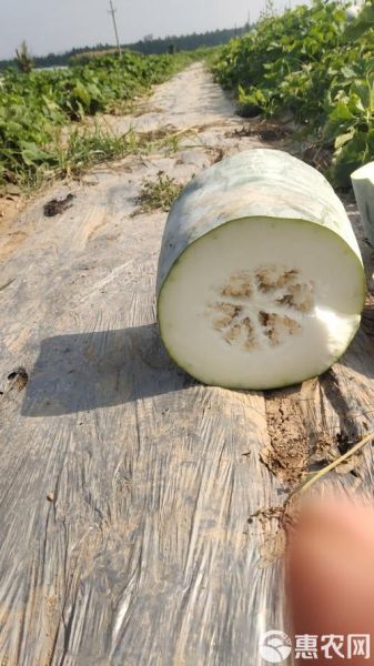 白冬瓜图片大全_白冬瓜长什么样-第3张图片-山城妙识