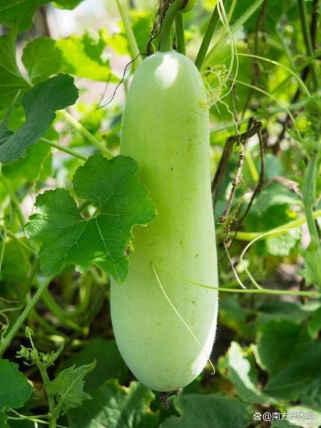 白冬瓜图片大全_白冬瓜长什么样-第2张图片-山城妙识