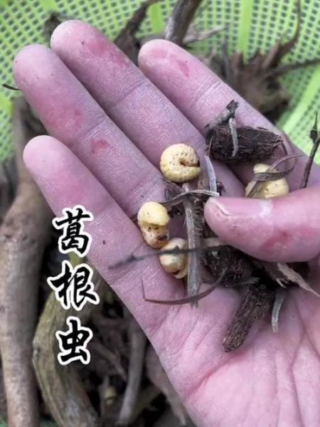 葛藤虫有毒吗_葛藤虫能吃吗-第1张图片-山城妙识 葛藤虫有毒吗_葛藤虫能吃吗-第1张图片-山城妙识