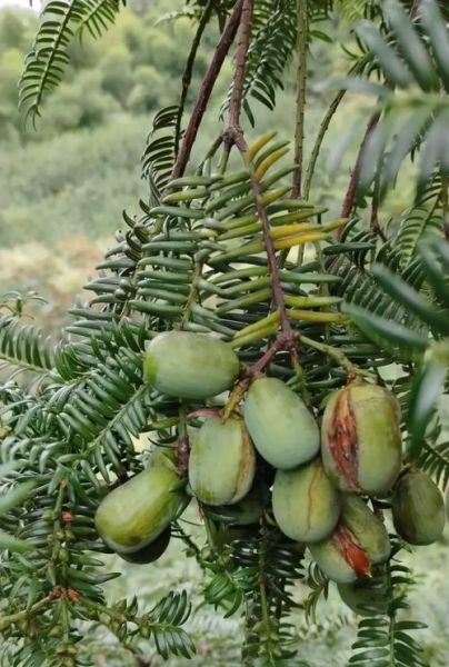 2021年香榧多少钱一斤_香榧价格为什么差距大-第3张图片-山城妙识