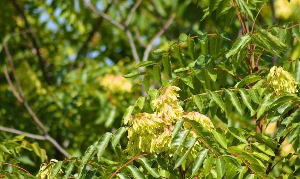 臭椿的功效与作用_臭椿能治疗什么病-第1张图片-山城妙识