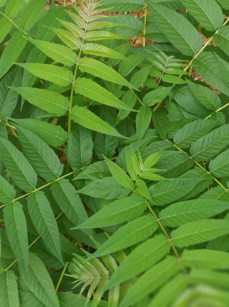 臭椿的功效与作用_臭椿能治疗什么病-第3张图片-山城妙识