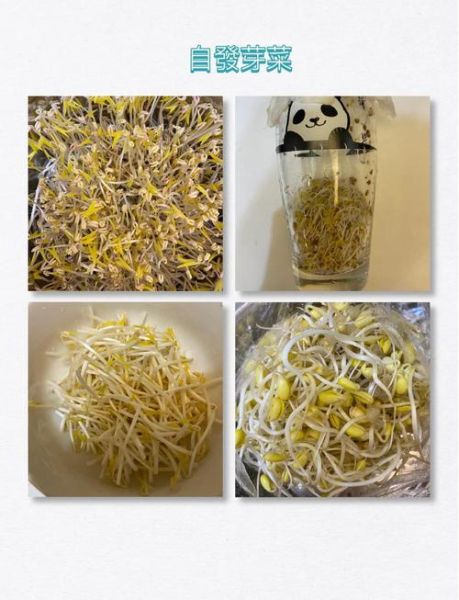 怎么发豆芽_家庭发豆芽的详细步骤-第1张图片-山城妙识
