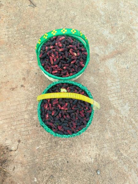 桑葚酒泡了三年了还能喝吗_自酿桑葚酒保质期多久-第3张图片-山城妙识