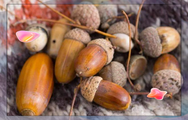橡果和榛子的区别_哪个更好吃-第1张图片-山城妙识