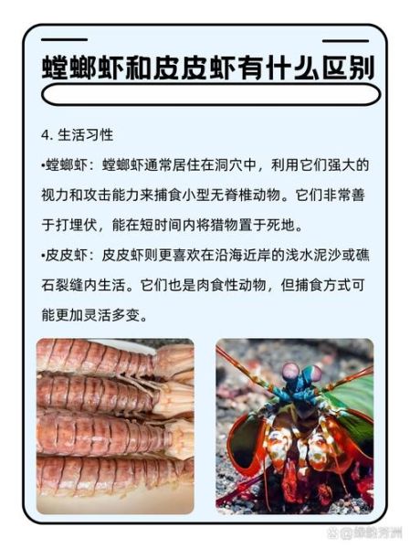 虾蛄科是什么_虾蛄科和螳螂虾区别-第1张图片-山城妙识