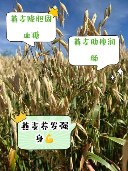 吃燕麦有什么好处_燕麦的功效与作用-第2张图片-山城妙识