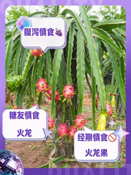 火龙果的功效与作用及禁忌_哪些人不能吃-第3张图片-山城妙识