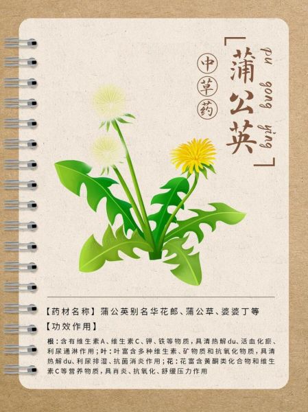 蒲公英加什么治咽炎_蒲公英配一物多久见效-第3张图片-山城妙识