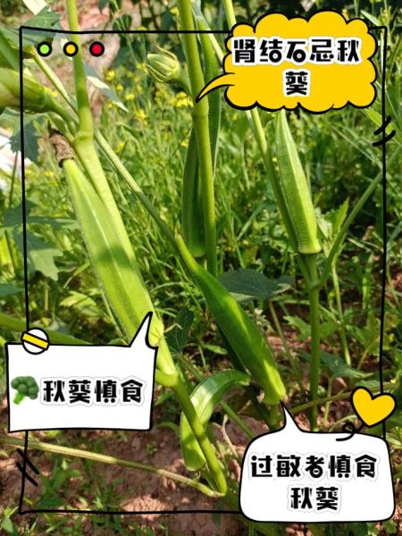 秋葵的功效与作用及副作用_秋葵怎么吃最健康-第3张图片-山城妙识