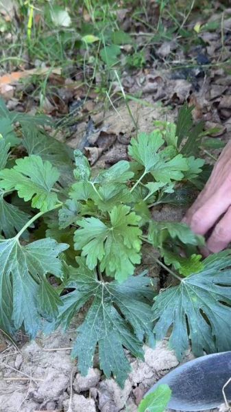 红头艾草图片_红头艾草功效与作用-第2张图片-山城妙识 红头艾草图片_红头艾草功效与作用-第2张图片-山城妙识