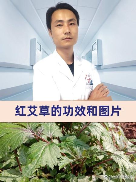 红头艾草图片_红头艾草功效与作用-第1张图片-山城妙识 红头艾草图片_红头艾草功效与作用-第1张图片-山城妙识