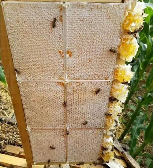 蜂巢蜜怎么吃_蜂巢蜜真假辨别方法-第3张图片-山城妙识