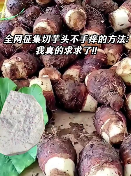 芋头手痒怎么办_芋头痒手快速止痒方法-第3张图片-山城妙识 芋头手痒怎么办_芋头痒手快速止痒方法-第3张图片-山城妙识