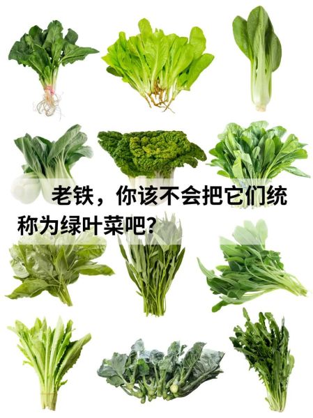 绿叶菜有哪些品种_怎么挑选更新鲜-第1张图片-山城妙识