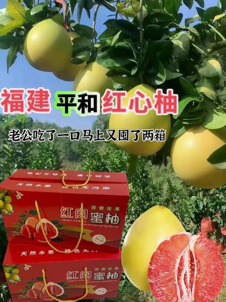 红心柚子图片大全_红心柚子怎么挑选-第2张图片-山城妙识